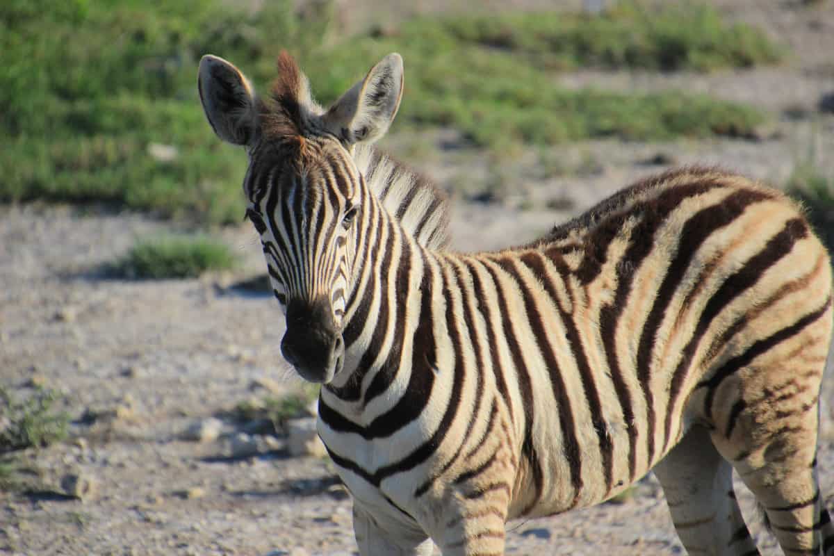 Best 2 Week Itinerary In Namibia (+ Travel Tips & Maps) (2026)